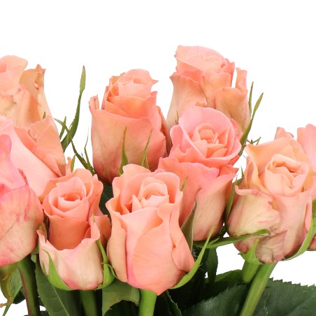 ROSE MAUREEN 60cm | Wholesale Dutch Flowers & Florist Supplies UK