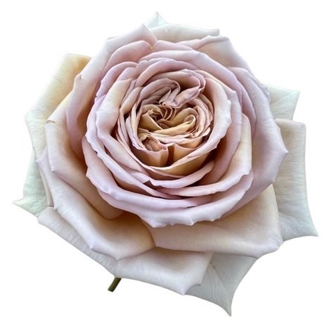 ROSE MAUVE & TAUPE 50cm | Wholesale Dutch Flowers & Florist Supplies UK