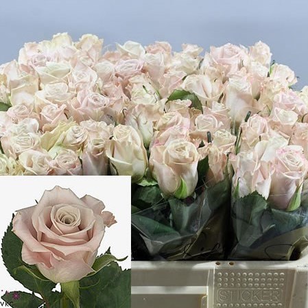 ROSE MENTA 60cm | Wholesale Dutch Flowers & Florist Supplies UK
