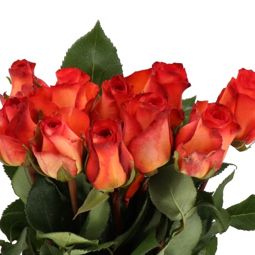 ROSE METEOR 50cm | Wholesale Dutch Flowers & Florist Supplies UK
