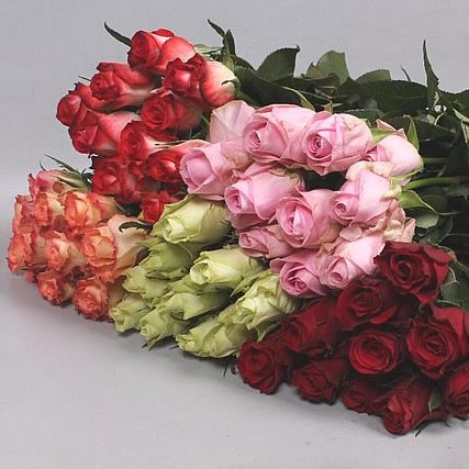 ROSE MIX (COLS MAY VARY) 50cm | Wholesale Dutch Flowers & Florist ...