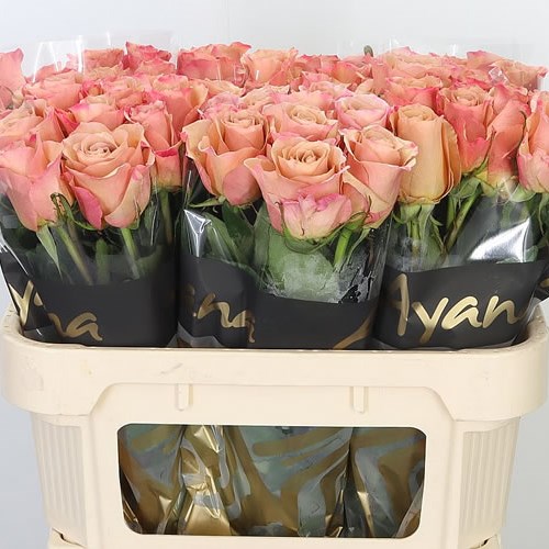 ROSE MOCCACHINO 60cm | Wholesale Dutch Flowers & Florist Supplies UK