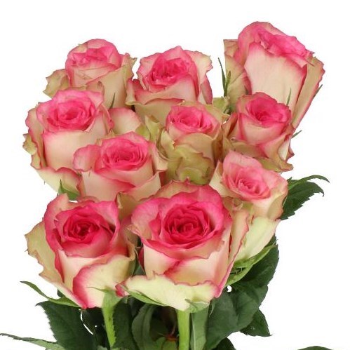 ROSE MONIQUE 70cm | Wholesale Dutch Flowers & Florist Supplies UK