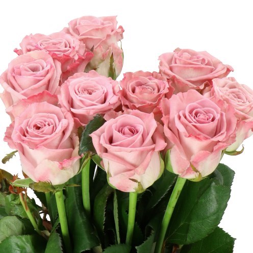 ROSE NAYELI 60cm | Wholesale Dutch Flowers & Florist Supplies UK