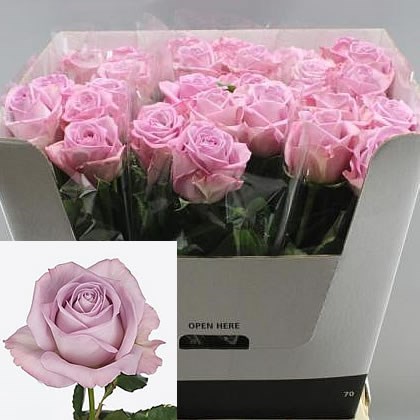 ROSE NAYELI 60cm | Wholesale Dutch Flowers & Florist Supplies UK