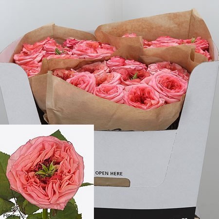 ROSE NEW DESIGN 50cm | Wholesale Dutch Flowers & Florist Supplies UK