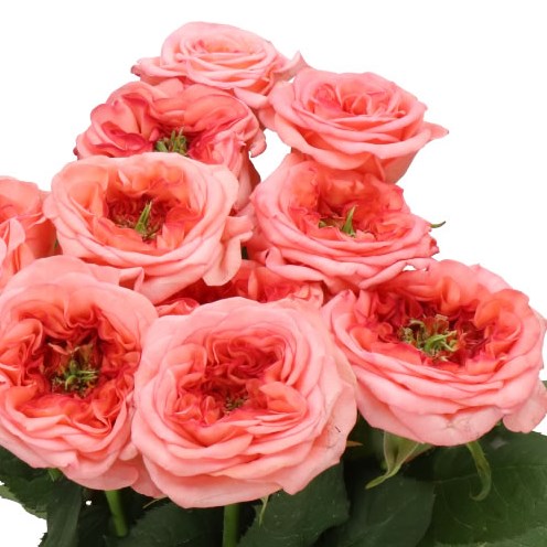 ROSE NEW DESIGN 60cm | Wholesale Dutch Flowers & Florist Supplies UK