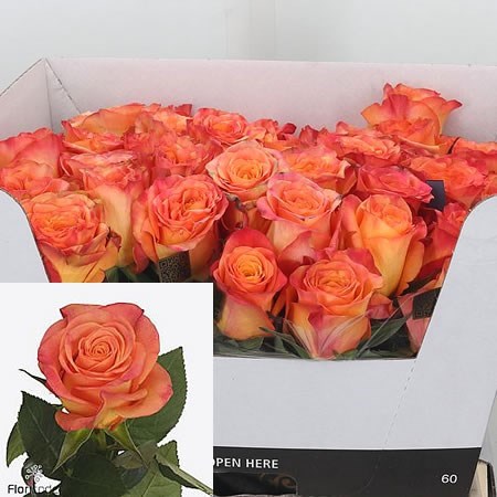 ROSE NEW HORIZON (SMALL HEADED) 40cm | Wholesale Dutch Flowers ...