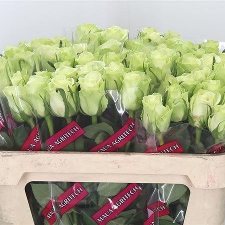 ROSE NOELLE 60cm | Wholesale Dutch Flowers & Florist Supplies UK