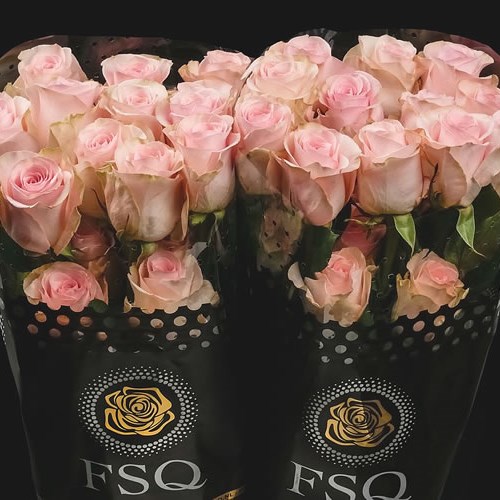 ROSE NOVIA (ECUADOR LARGE HEADS) 40cm | Wholesale Dutch Flowers ...