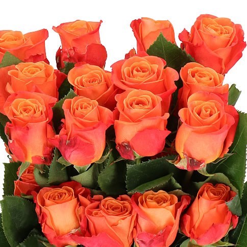 ROSE ORANGE CRUSH (ECUADOR LARGE HEADS) 40cm | Wholesale Dutch Flowers ...