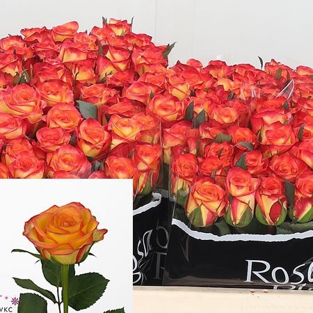 ROSE OUTLAW 50cm | Wholesale Dutch Flowers & Florist Supplies UK