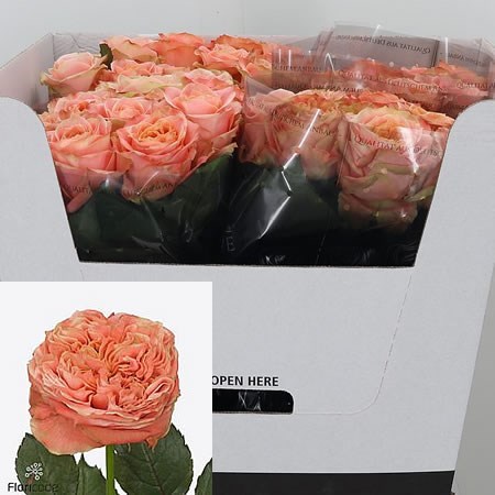 ROSE PEACH FUNKY 60cm | Wholesale Dutch Flowers & Florist Supplies UK