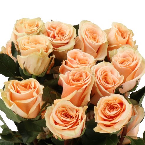ROSE PHOENIX (ECUADOR LARGE HEADS) 50cm | Wholesale Dutch Flowers ...