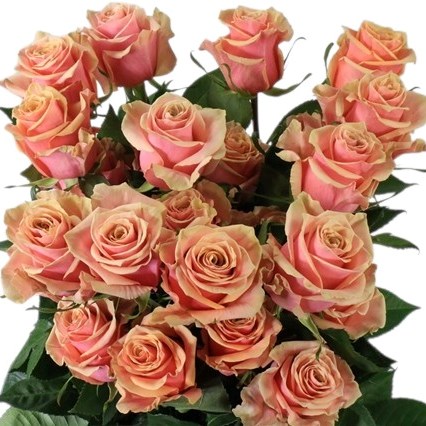 ROSE PINK AMARETTO (ECUADOR LARGE HEADS) 60cm | Wholesale Dutch Flowers ...