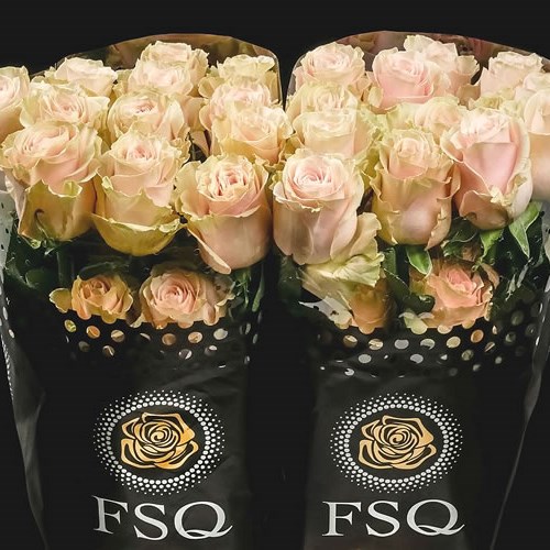 ROSE PINK MONDIAL (ECUADOR LARGE HEADS) 60cm | Wholesale Dutch Flowers ...