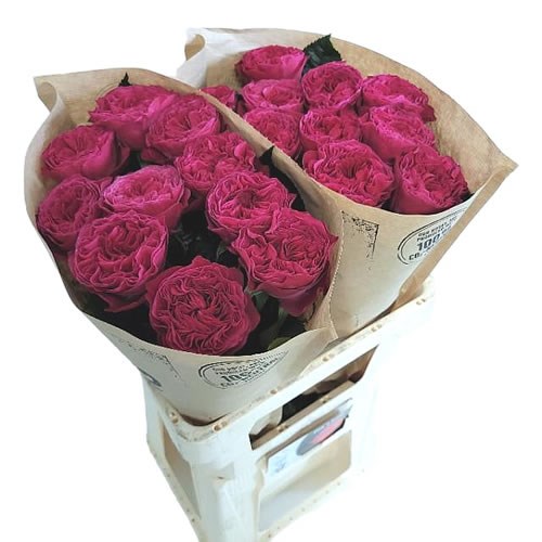 ROSE PINK N PRETTY 50cm | Wholesale Dutch Flowers & Florist Supplies UK