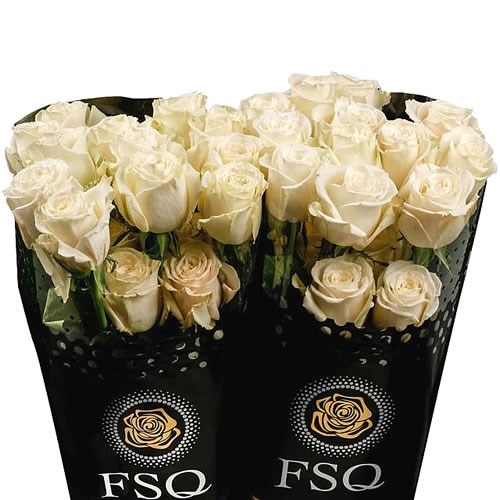 ROSE PLAYA BLANCA (ECUADOR LARGE HEADS) 60cm | Wholesale Dutch Flowers ...