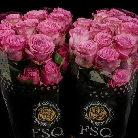 ROSE QUEENS CROWN (ECUADOR LARGE HEADS) 50cm | Wholesale Dutch Flowers ...