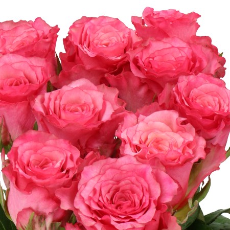 ROSE RAMONDA 60cm | Wholesale Dutch Flowers & Florist Supplies UK