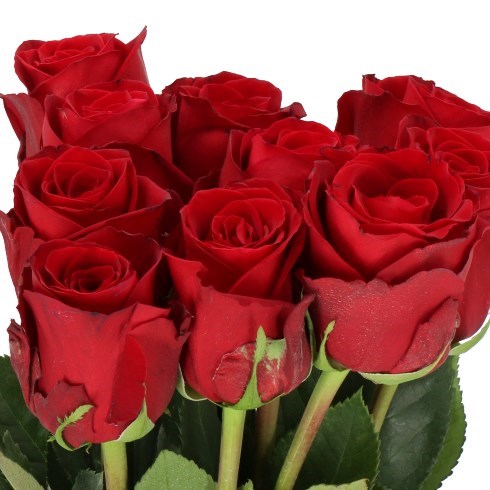 ROSE RED BENTLEY 70cm | Wholesale Dutch Flowers & Florist Supplies UK