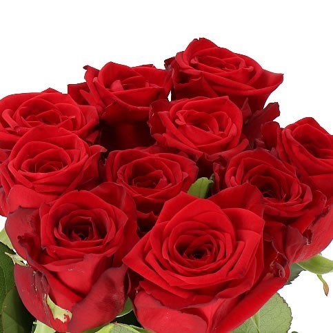 ROSE RED NAOMI PREMIUM 60cm | Wholesale Dutch Flowers & Florist Supplies UK