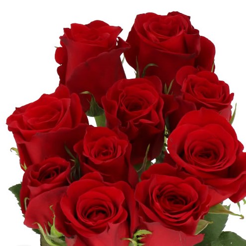 ROSE RED RIBBON 50cm | Wholesale Dutch Flowers & Florist Supplies UK