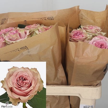 ROSE RETRO LOVE 50cm | Wholesale Dutch Flowers & Florist Supplies UK