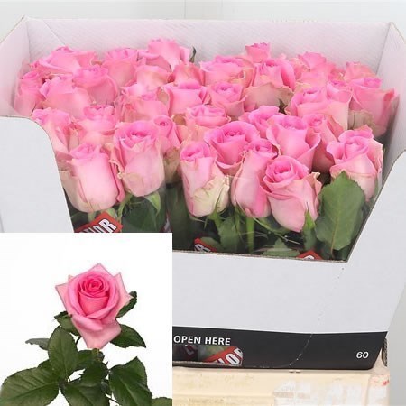 ROSE REVIVAL 70cm | Wholesale Dutch Flowers & Florist Supplies UK
