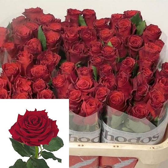 ROSE RHODOS 60cm | Wholesale Dutch Flowers & Florist Supplies UK