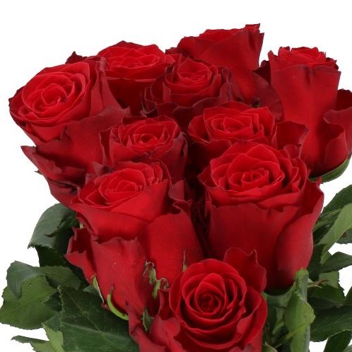ROSE RHODOS 70cm | Wholesale Dutch Flowers & Florist Supplies UK