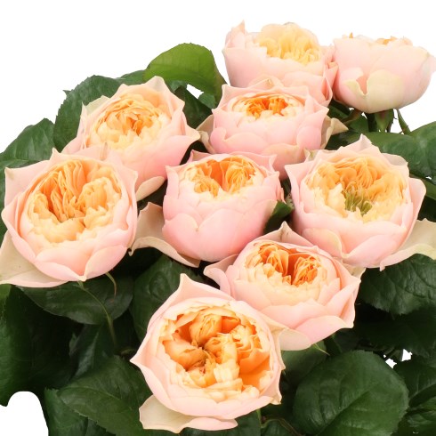 ROSE ROMANTIC VUVUZELA 50cm | Wholesale Dutch Flowers & Florist Supplies UK