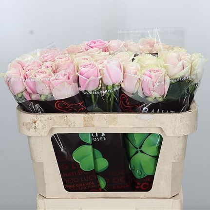 ROSE ROSITA VENDELA 60cm | Wholesale Dutch Flowers & Florist Supplies UK