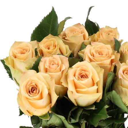 ROSE SALTY CARAMEL (SMALL HEADS) 40cm | Wholesale Dutch Flowers ...