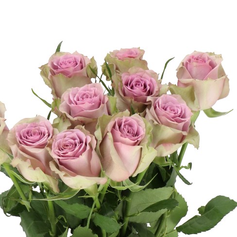 ROSE SAMANTHAS BRIDAL (SMALL HEADS) 40cm | Wholesale Dutch Flowers ...