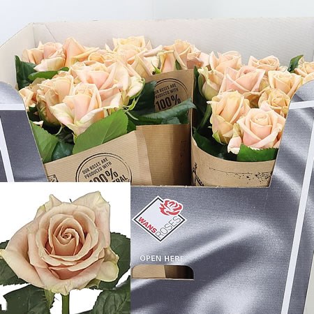 ROSE SAND DUNE 50cm | Wholesale Dutch Flowers & Florist Supplies UK