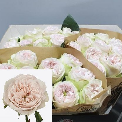 ROSE SHADES OF GREY 50cm | Wholesale Dutch Flowers & Florist Supplies UK