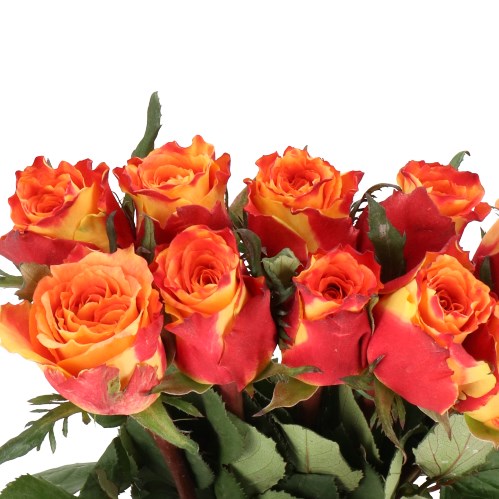ROSE SILANTOI (SMALL HEADS) 40cm | Wholesale Dutch Flowers & Florist ...