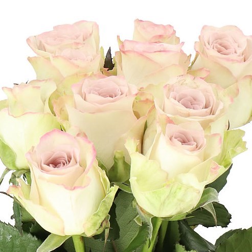 ROSE SILVER MEMORY LANE (V SMALL) 40cm | Wholesale Dutch Flowers ...