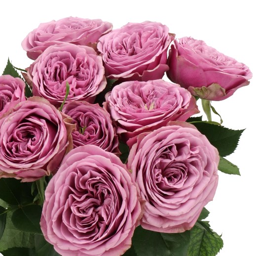 ROSE SMOKEY EYES 50cm | Wholesale Dutch Flowers & Florist Supplies UK
