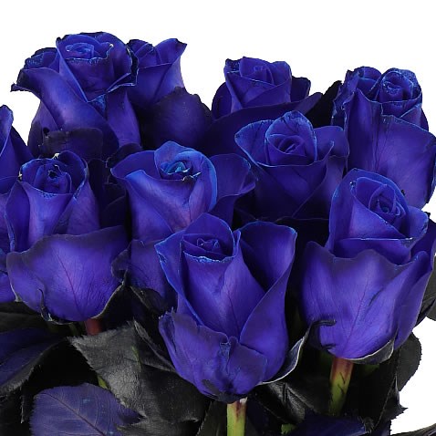 ROSE SNOWSTORM DYED BLUE 70cm | Wholesale Dutch Flowers & Florist ...