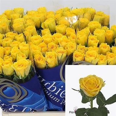 ROSE SOLERO 60cm | Wholesale Dutch Flowers & Florist Supplies UK