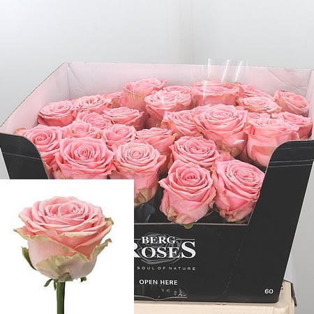 ROSE SOPHIA LOREN 70cm | Wholesale Dutch Flowers & Florist Supplies UK