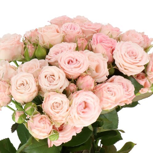ROSE SPRAY AEROBIC 60cm | Wholesale Dutch Flowers & Florist Supplies UK