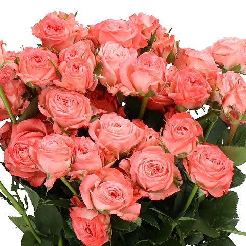 ROSE SPRAY AMAZING MAGIC 50cm | Wholesale Dutch Flowers & Florist ...