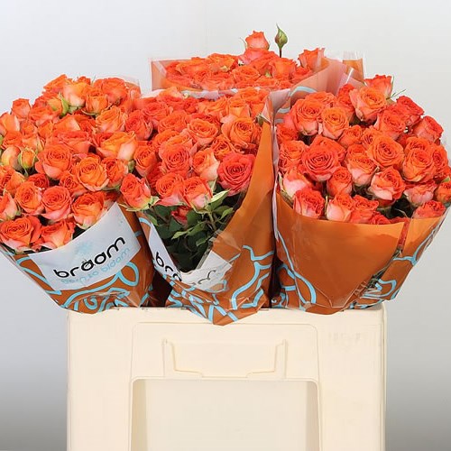 ROSE SPRAY ARIYA 50cm | Wholesale Dutch Flowers & Florist Supplies UK