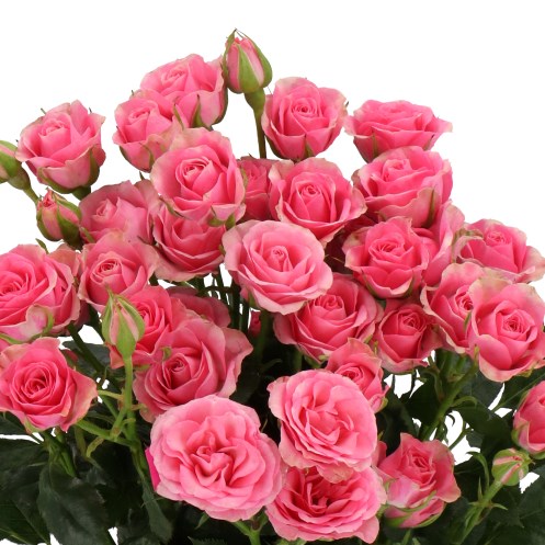 ROSE SPRAY BABY PINK YO-YO 50cm | Wholesale Dutch Flowers & Florist ...