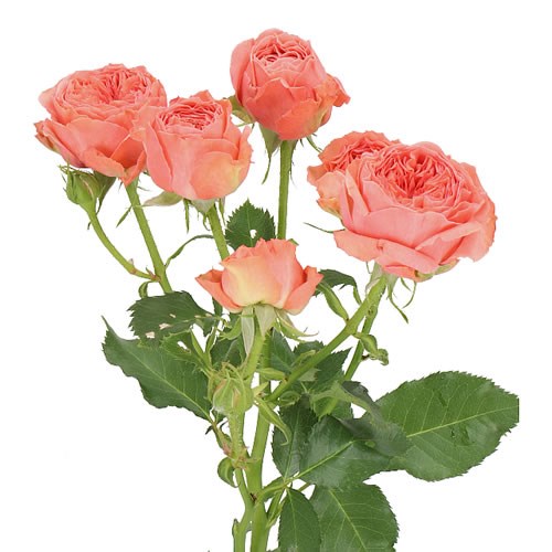 ROSE SPRAY BELLA TRENDSETTER 50cm | Wholesale Dutch Flowers & Florist ...