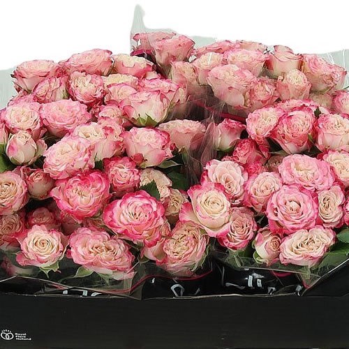 ROSE SPRAY BLUSHING FLOW 60cm | Wholesale Dutch Flowers & Florist ...