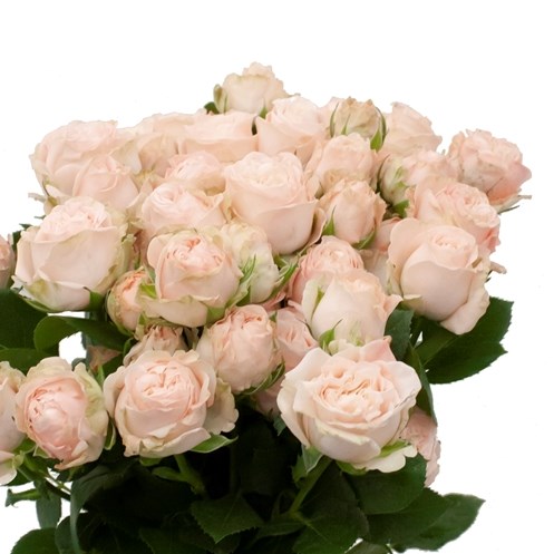 ROSE SPRAY BOMBASTIC 60cm 4+ | Wholesale Dutch Flowers & Florist ...